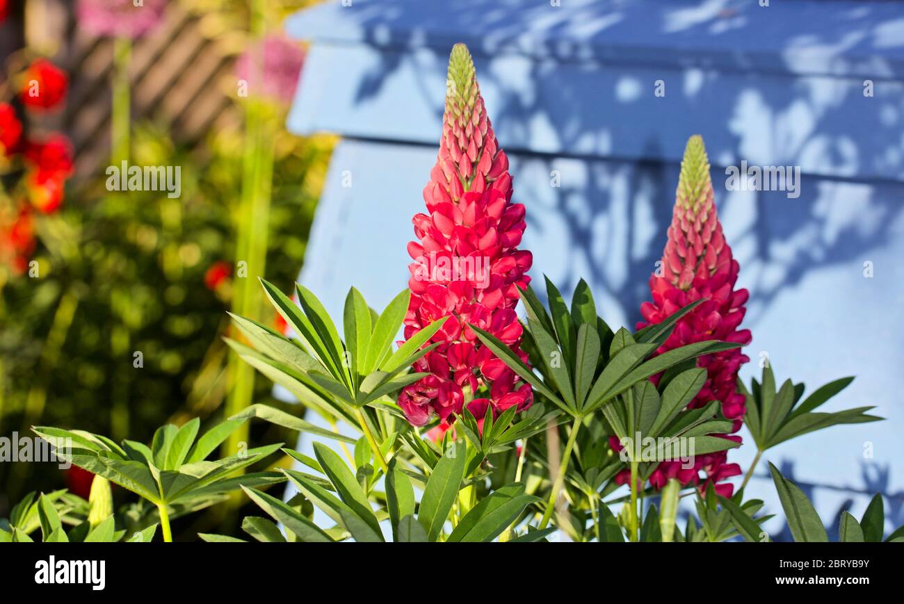 Lupinus 'Gallery Red' (Gallery Series) Lupin Stock Photo - Alamy