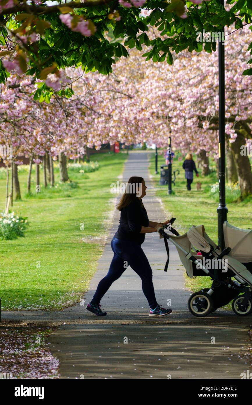 Mother pushing a baby buggy along a footpath in a public park, Stray ...