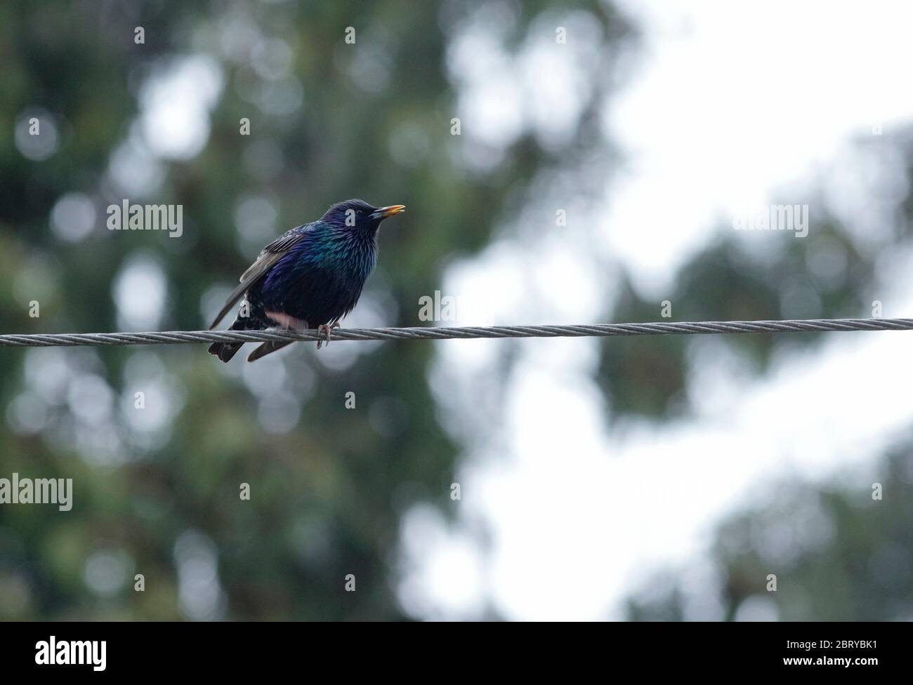 Twitching bird watching hi-res stock photography and images - Alamy