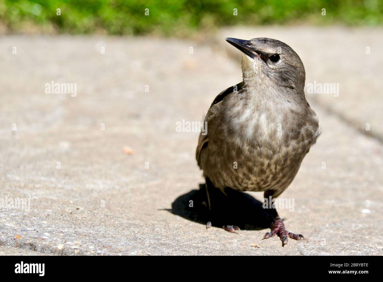 Baby starling uk hi-res stock photography and images - Alamy