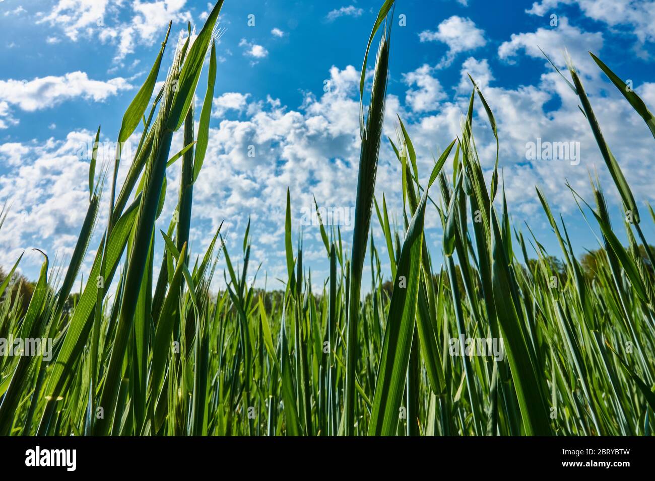Wheat grass young wheat plants hi-res stock photography and images - Alamy