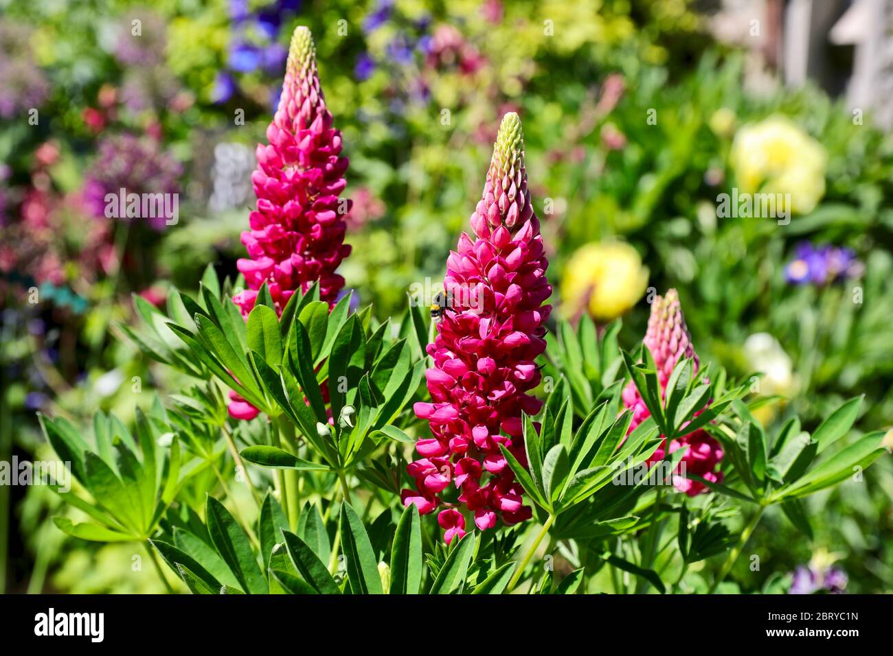 Lupinus 'Gallery Red' (Gallery Series) Lupin Stock Photo - Alamy