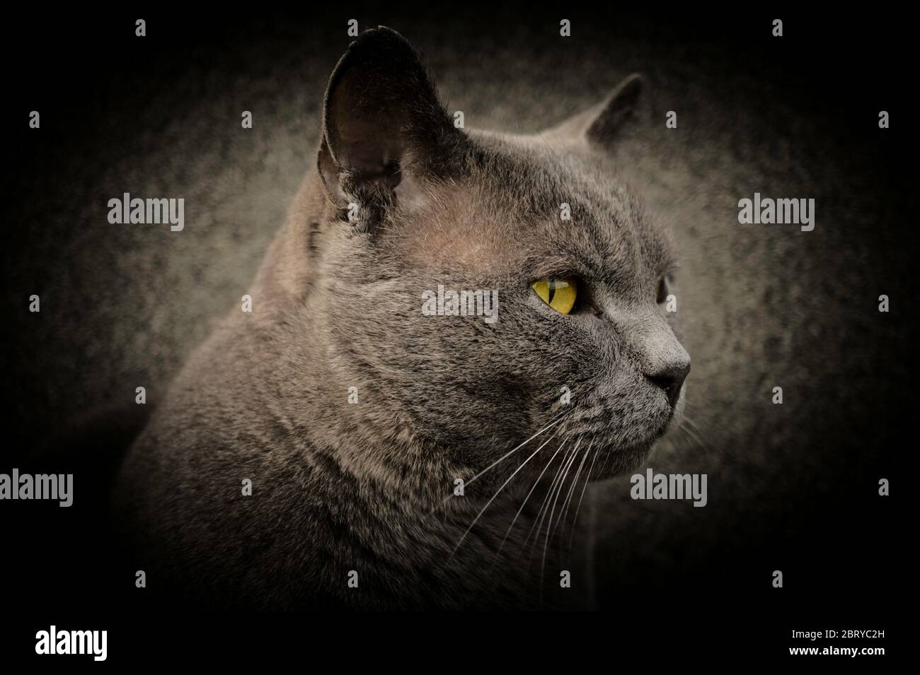 British Shorthair Cat Breed High Resolution Stock Photography and ...