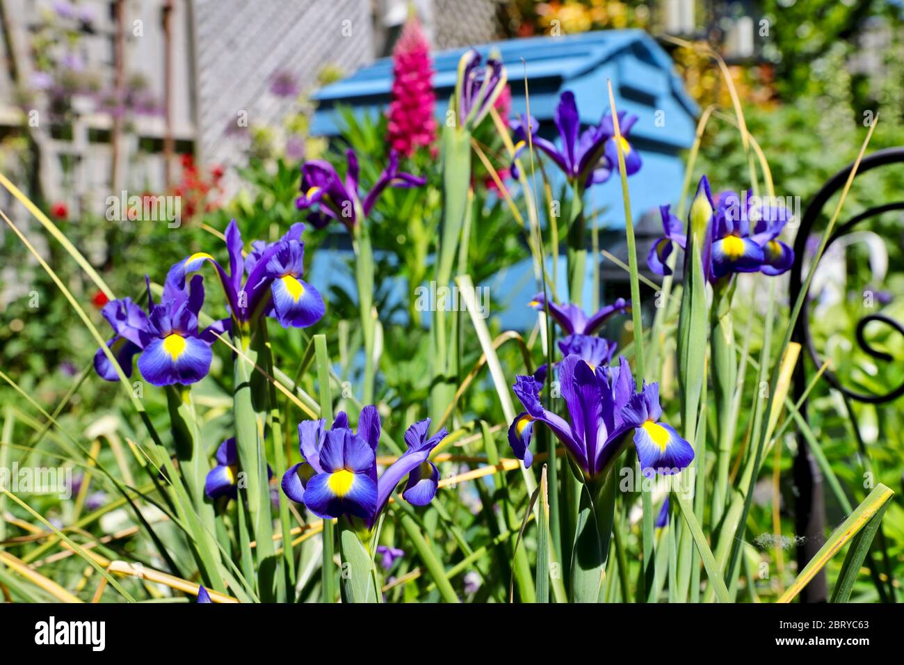 Iris Sapphire Beauty (Dutch Iris Stock Photo - Alamy