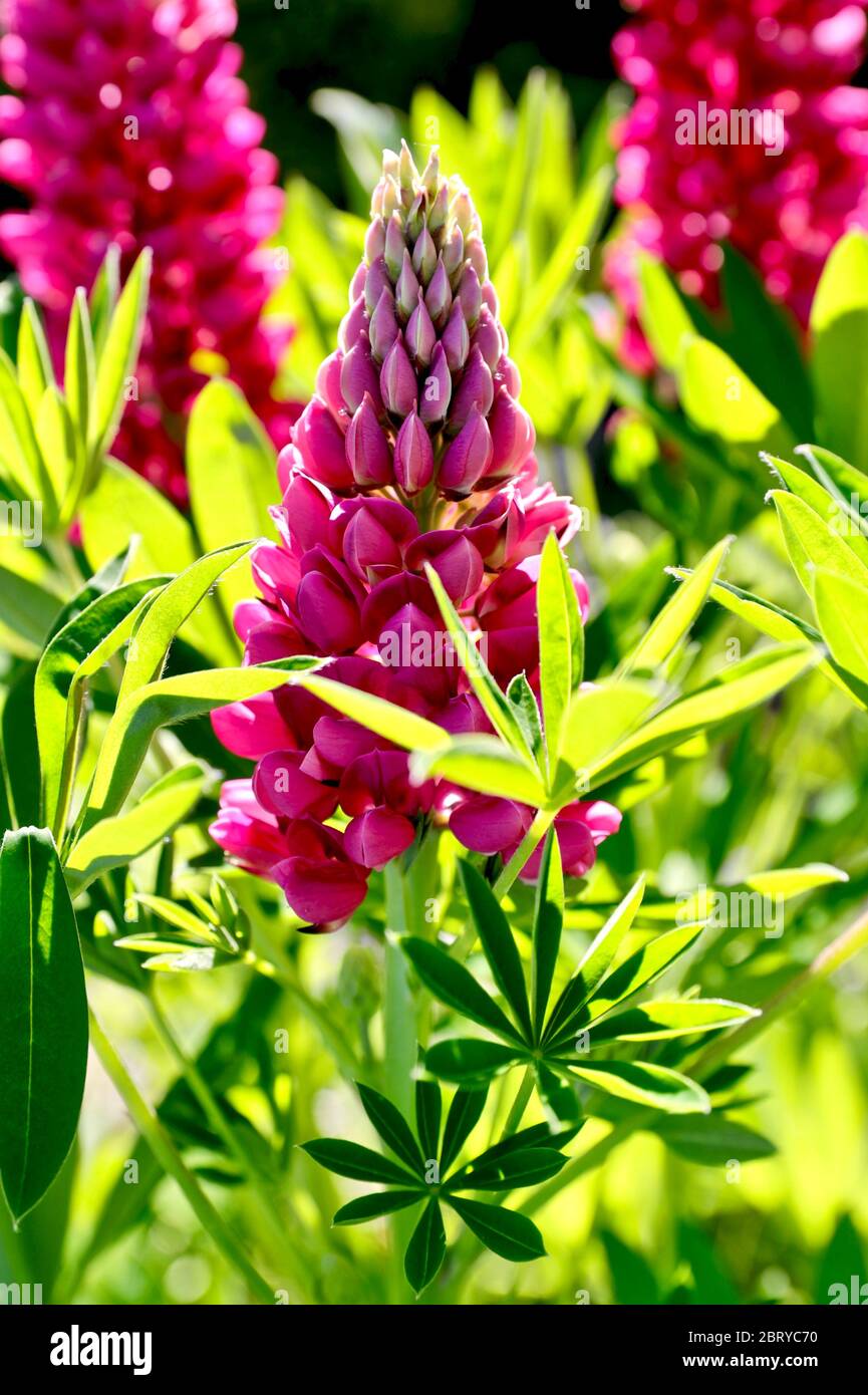 Lupinus 'Gallery Red' (Gallery Series) Lupin Stock Photo - Alamy