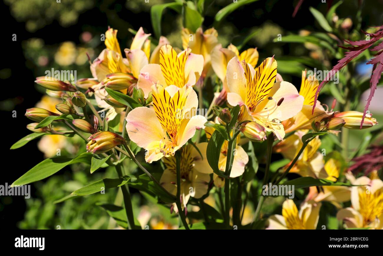 Alstroemeria 'Yellow Friendship' Peruvian lily Stock Photo - Alamy