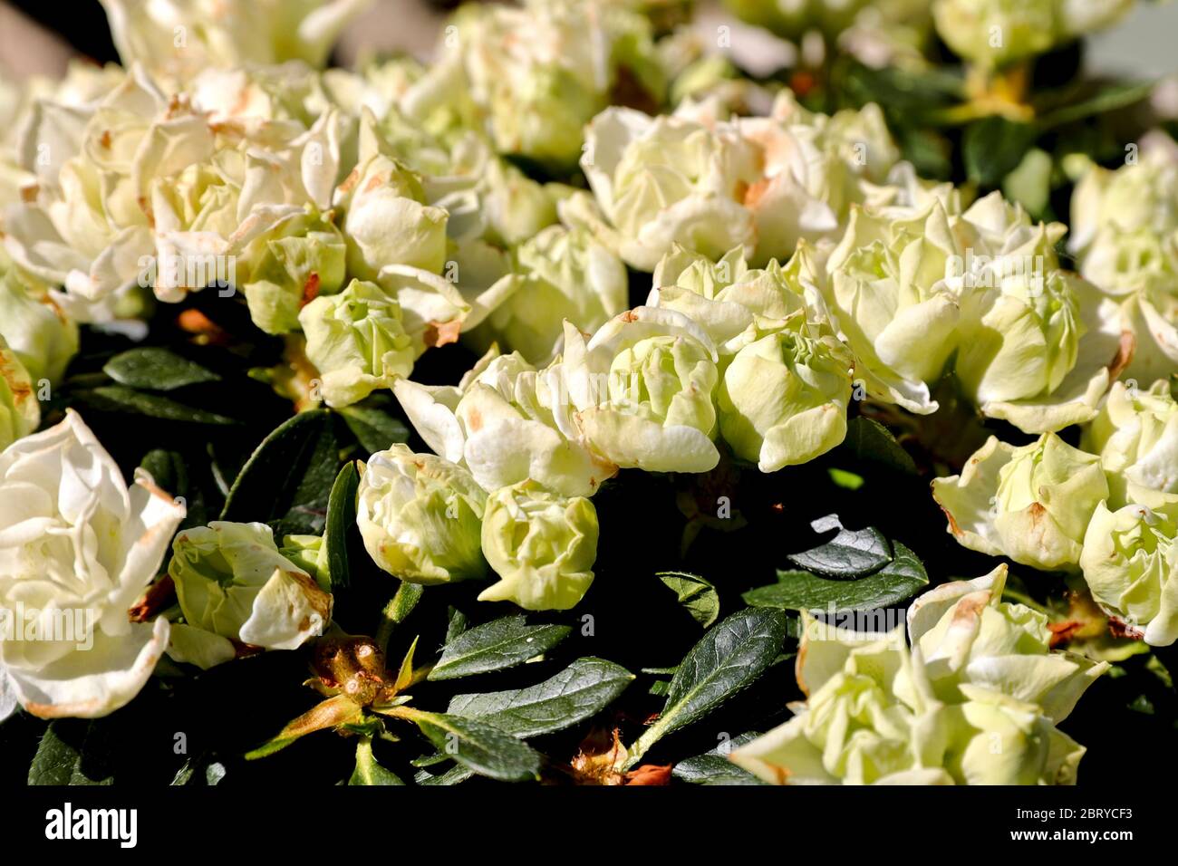Azalea 'Romantic Lime Green' Stock Photo - Alamy