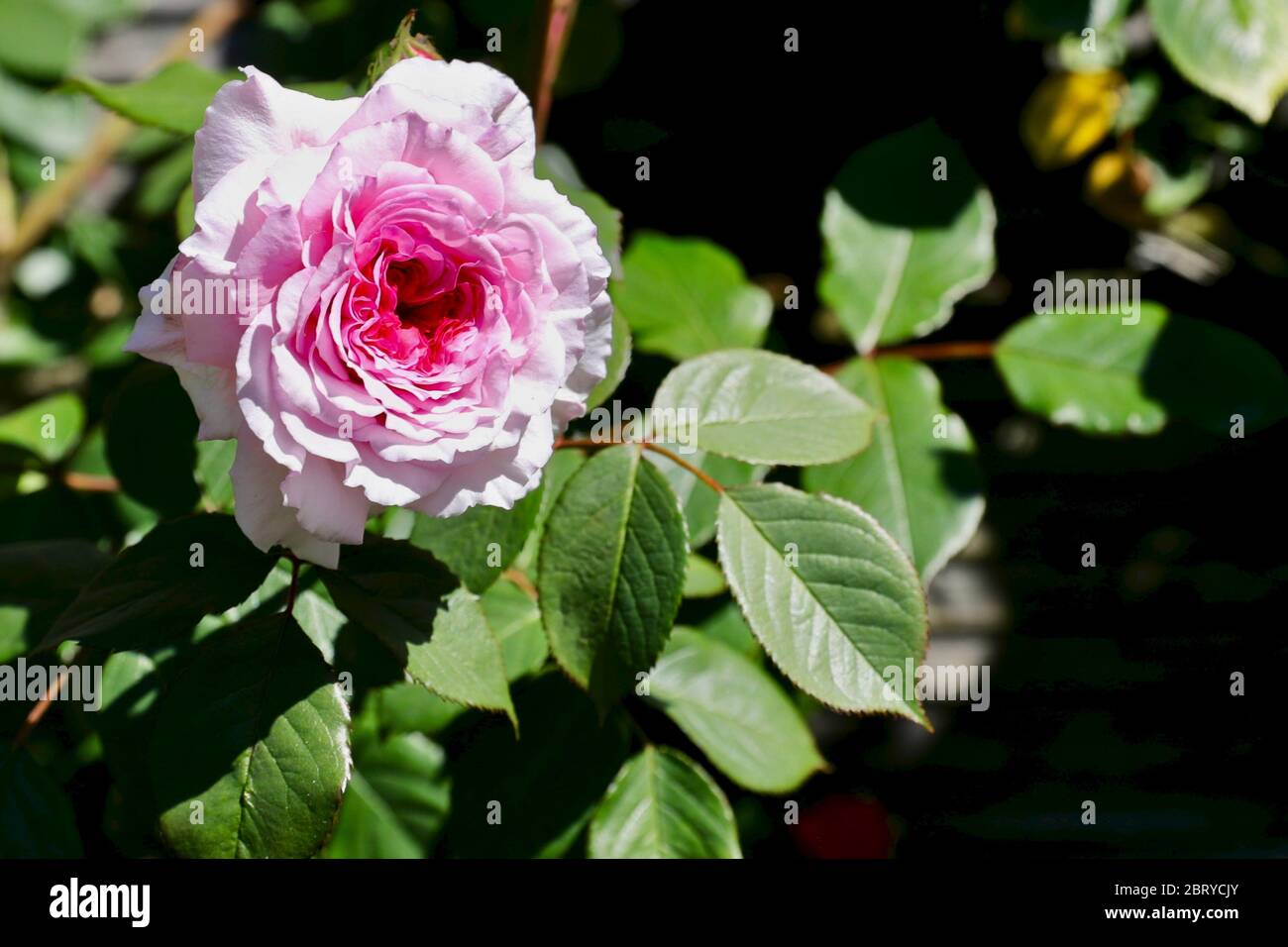 James Galway (Auscrystal) - English Climbing Rose Stock Photo - Alamy