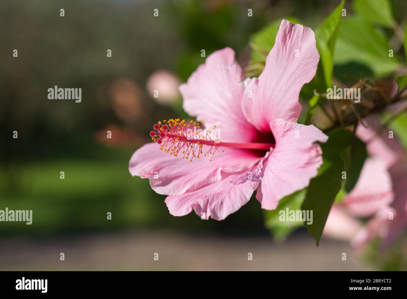 Pink Hibiscus Rosa-Sinensis: Beautiful Flowering Plant Stock Photo - Alamy