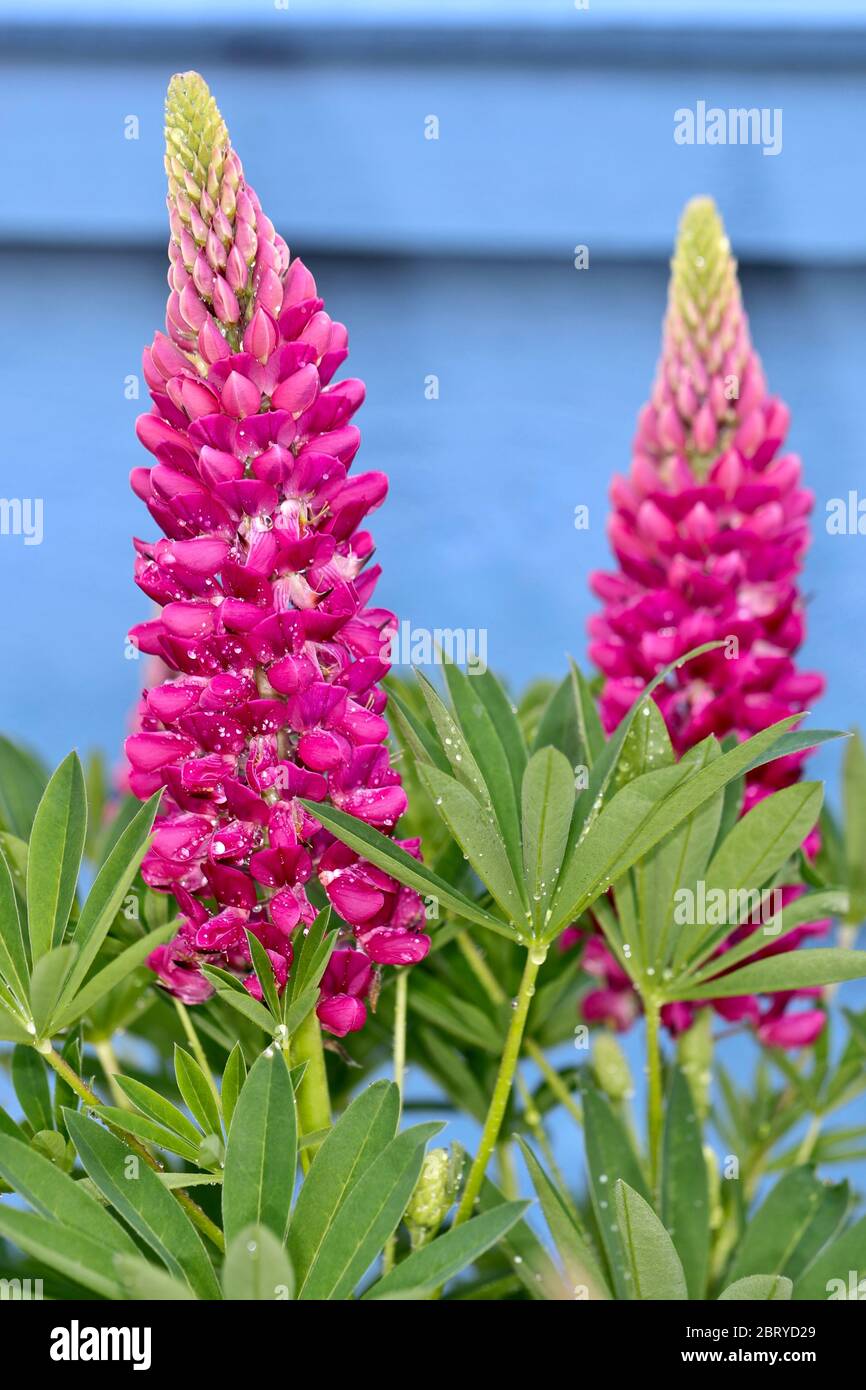 Lupinus 'Gallery Red' (Gallery Series) Lupin Stock Photo - Alamy