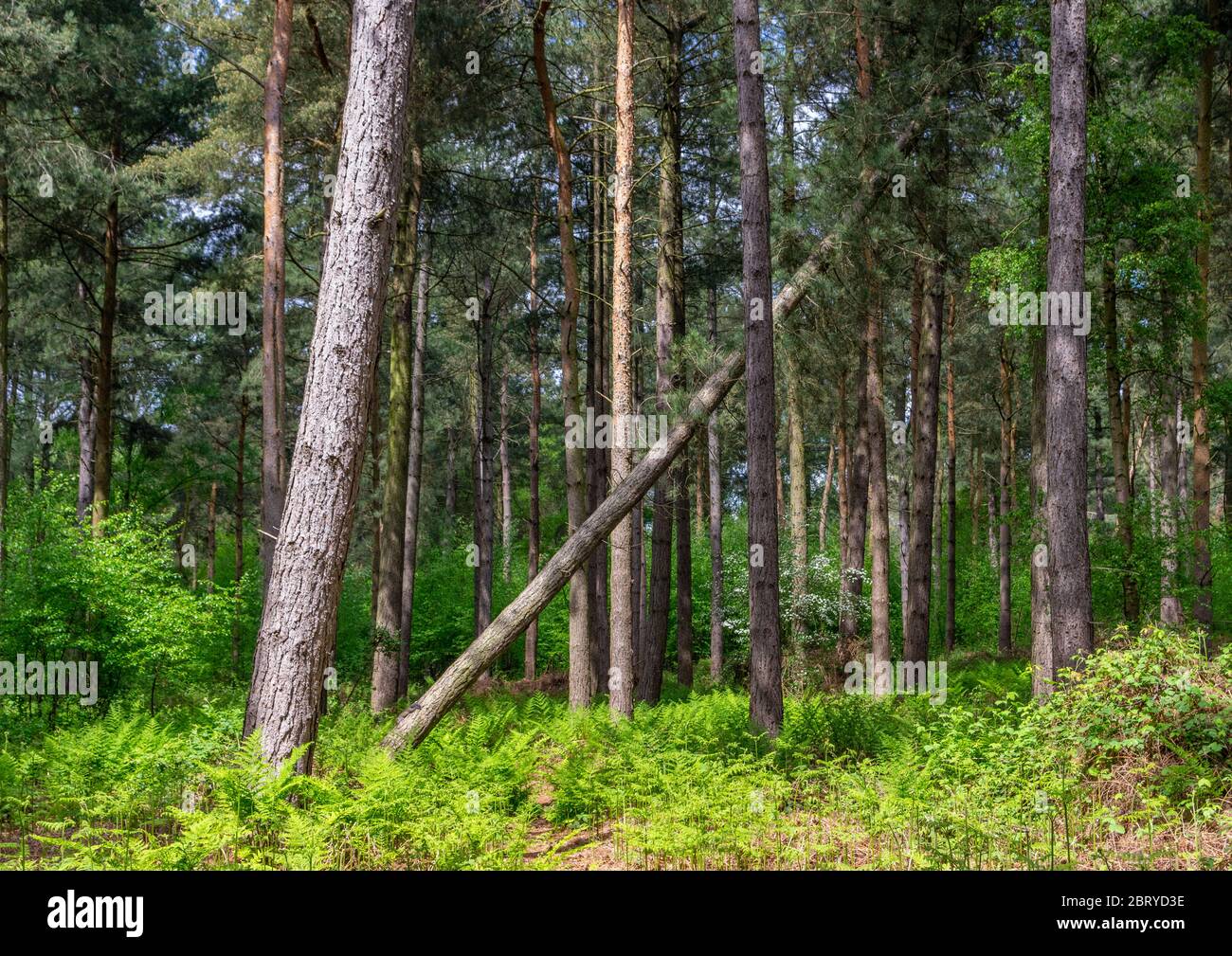 Lush green woodland with a half fallen tree diagonally across the scene ...
