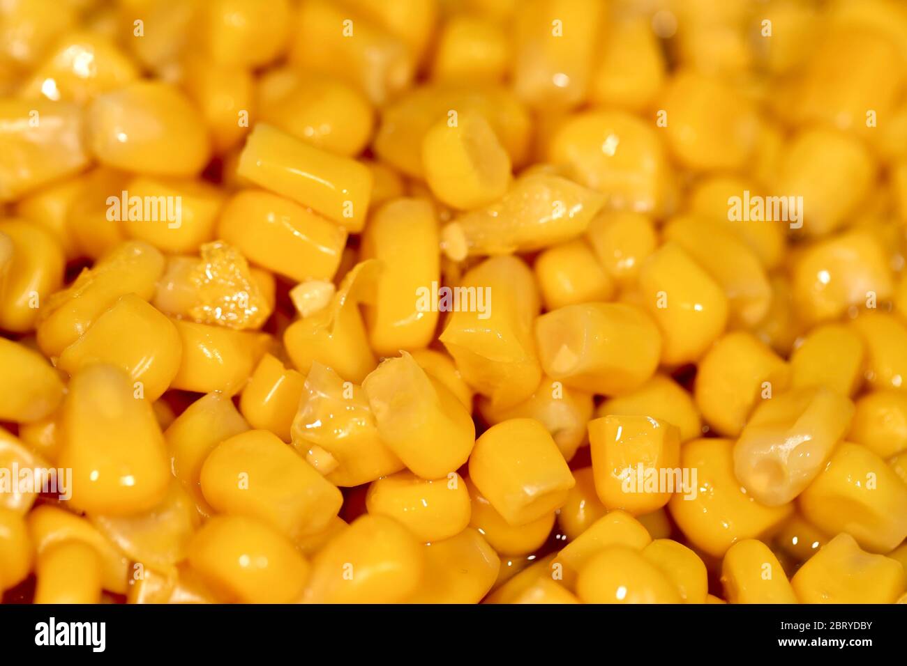 Sweet corn background Stock Photo - Alamy