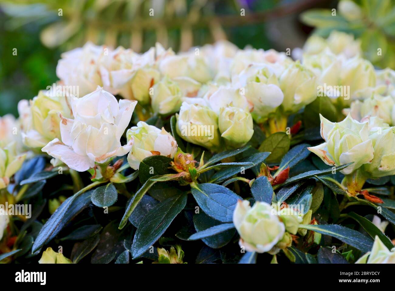 Lime green shrub hi-res stock photography and images - Alamy