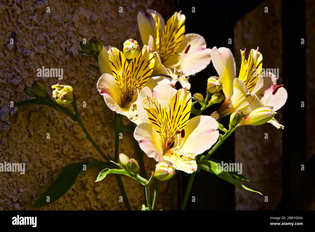 Alstroemeria 'Yellow Friendship' Peruvian lily Stock Photo - Alamy