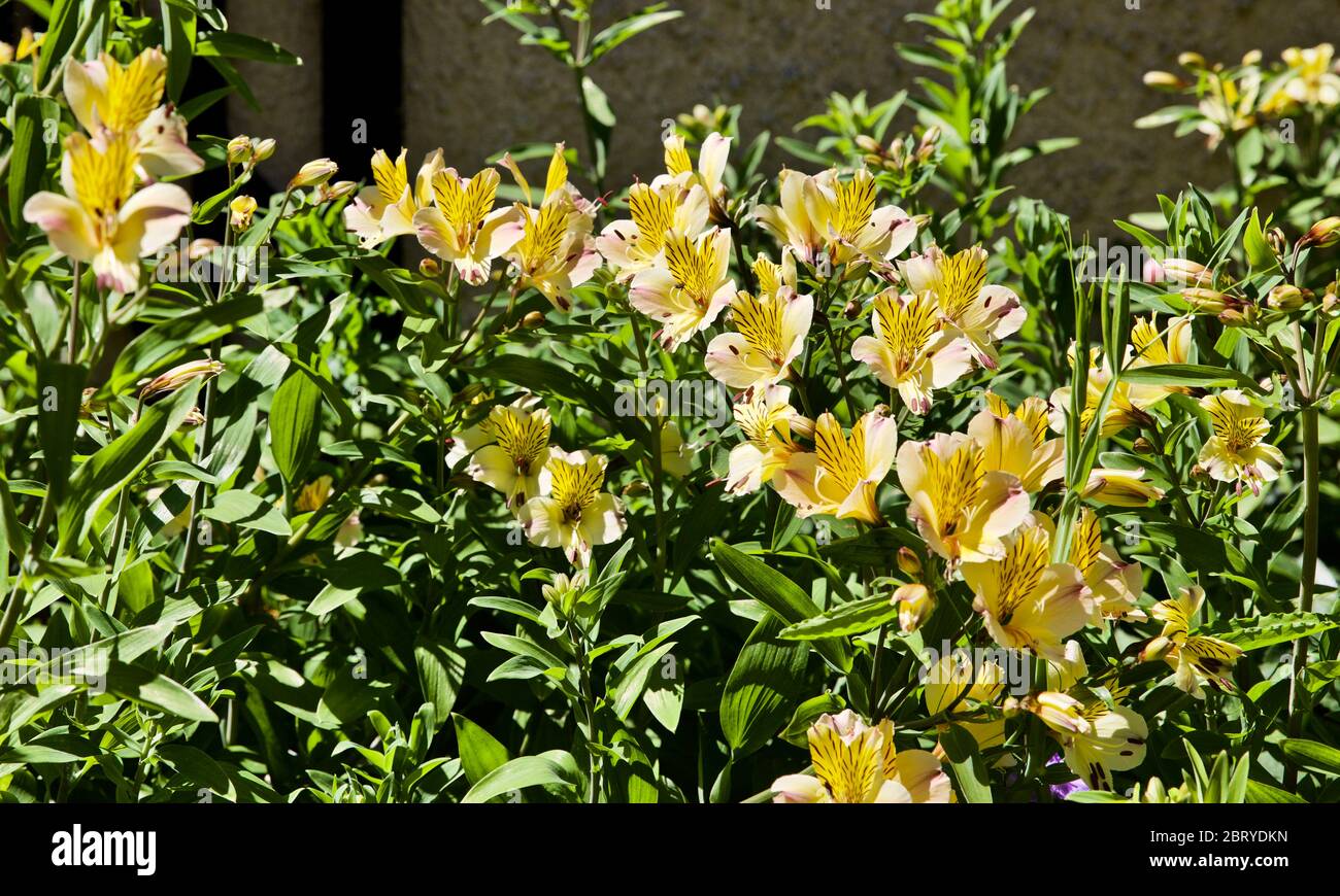 Alstroemeria 'Yellow Friendship' Peruvian lily Stock Photo - Alamy