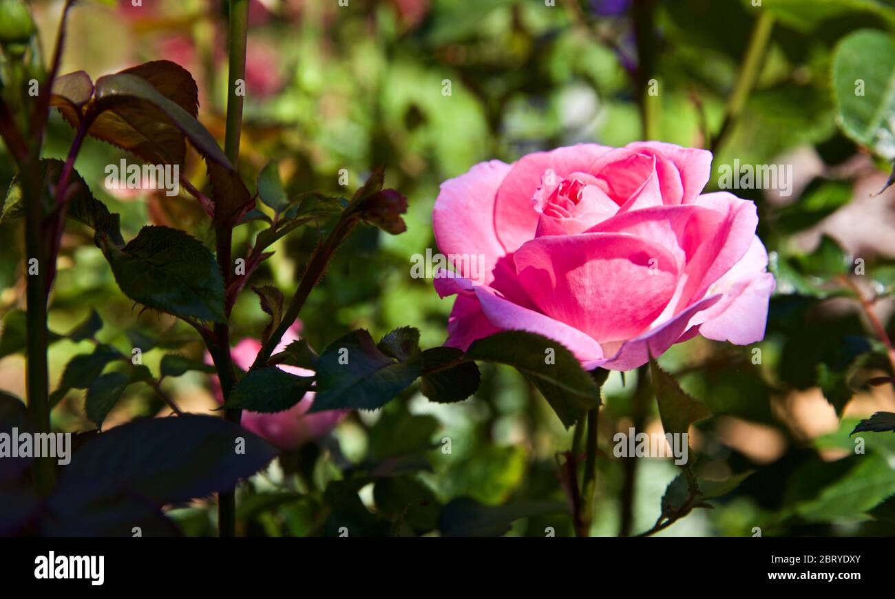 Large flowering tea rose hi-res stock photography and images - Alamy