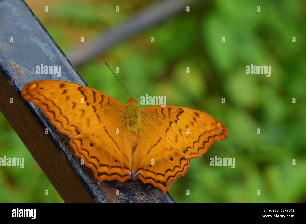 Golden colored butterfly in the rainforest, Laos Stock Photo - Alamy