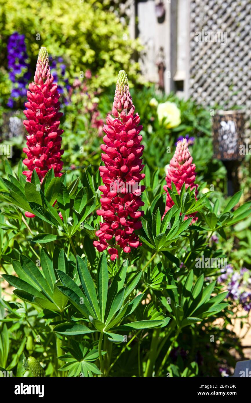 Lupinus 'Gallery Red' (Gallery Series) Lupin Stock Photo - Alamy