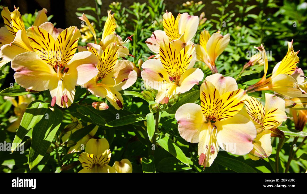 Alstroemeria 'Yellow Friendship' Peruvian lily Stock Photo - Alamy