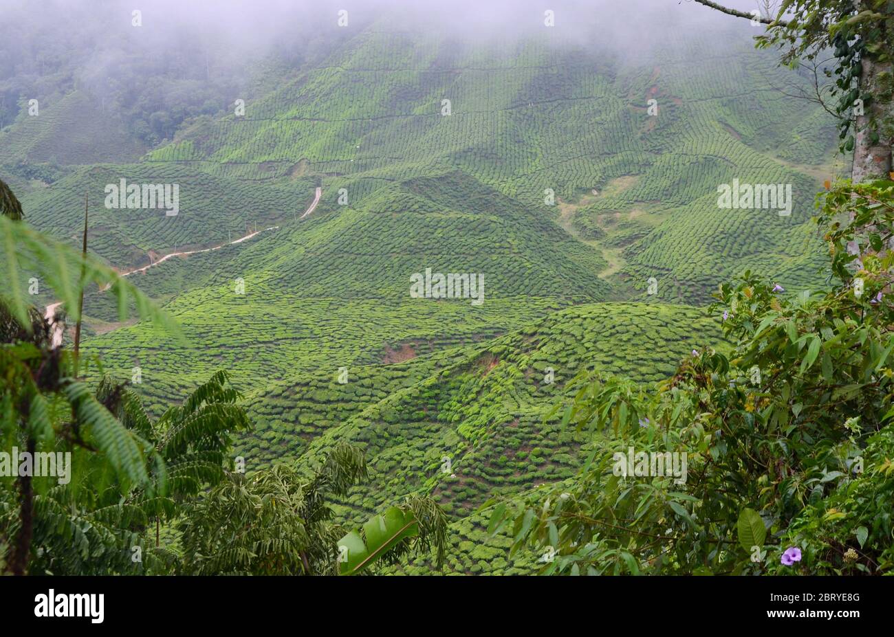 Tea plantations in Cameron Highlands, Malaysia Stock Photo - Alamy