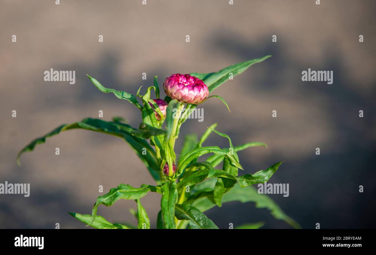 Immortal flowers, also known as imperfect chrysanthemums, scientific ...