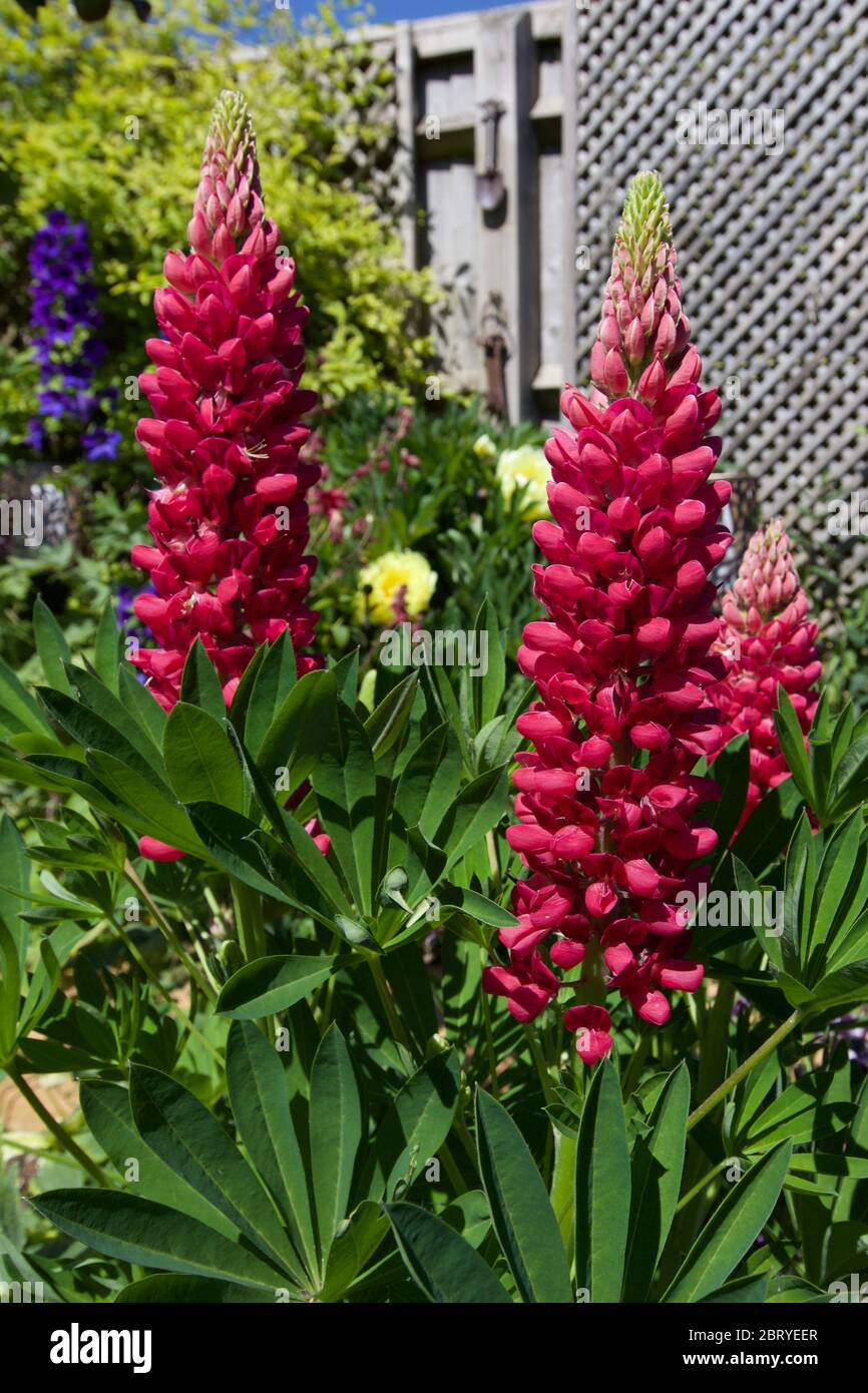 Lupinus 'Gallery Red' (Gallery Series) Lupin Stock Photo - Alamy