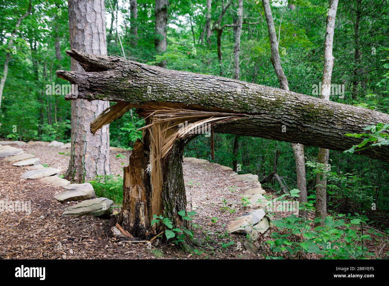 A Broken Tree from Hurricane or Storm Damage Stock Photo - Alamy