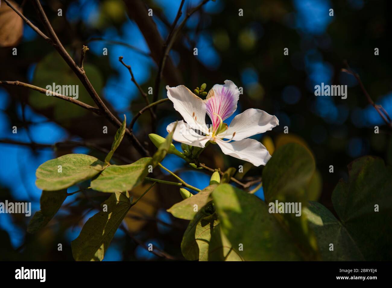 The beautiful Bauhinia variegate flowers Stock Photo - Alamy
