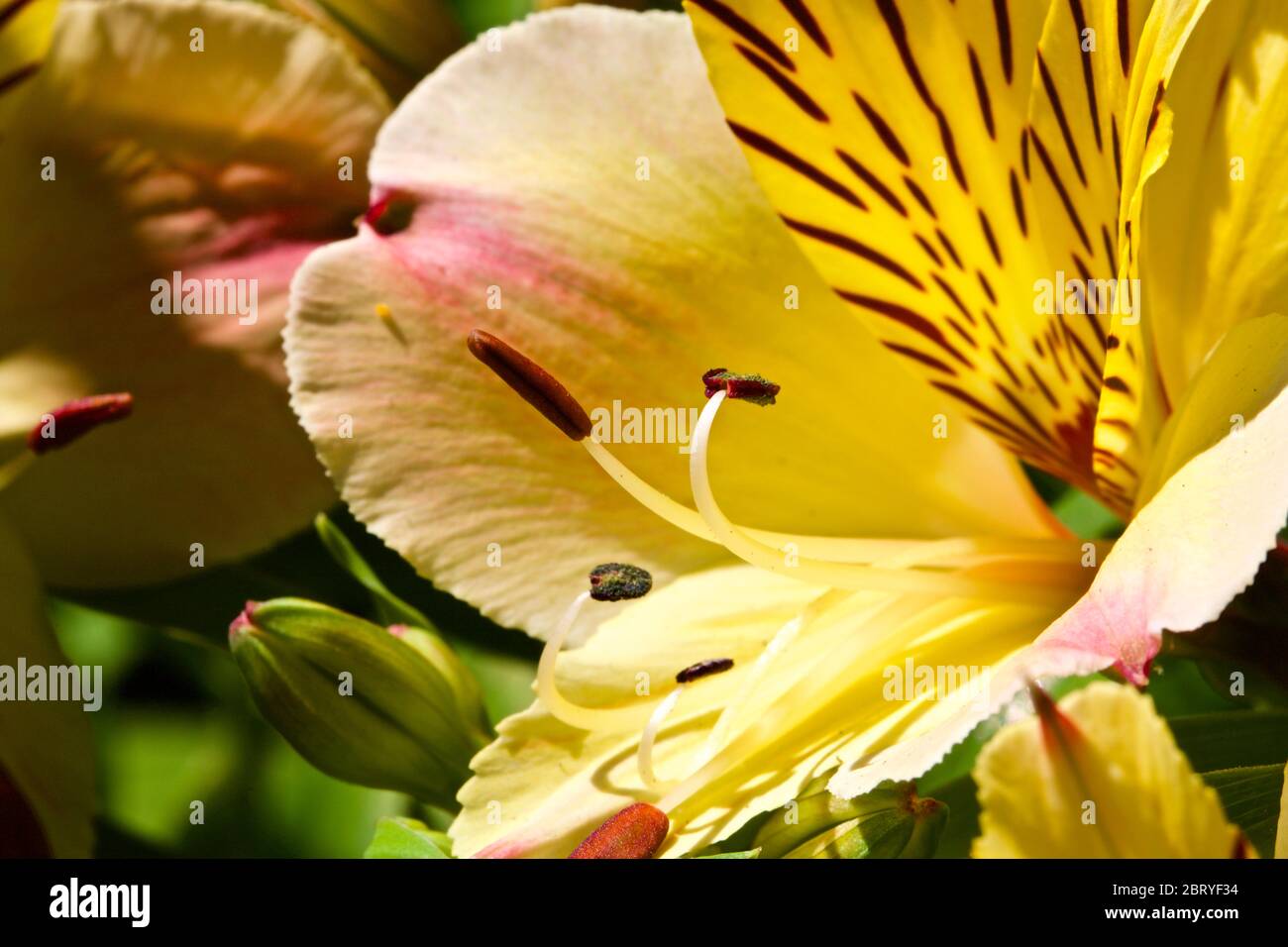 Alstroemeria 'Yellow Friendship' Peruvian lily Stock Photo - Alamy