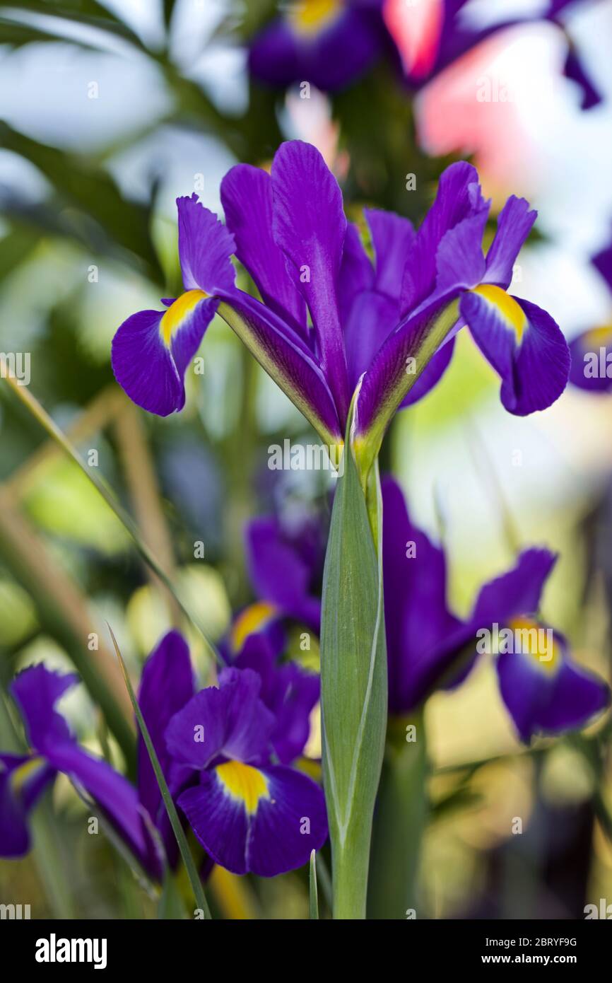 Iris Sapphire Beauty (Dutch Iris Stock Photo - Alamy