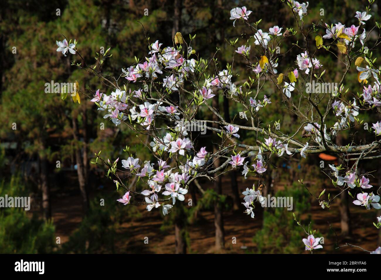 The beautiful Bauhinia variegate flowers Stock Photo - Alamy