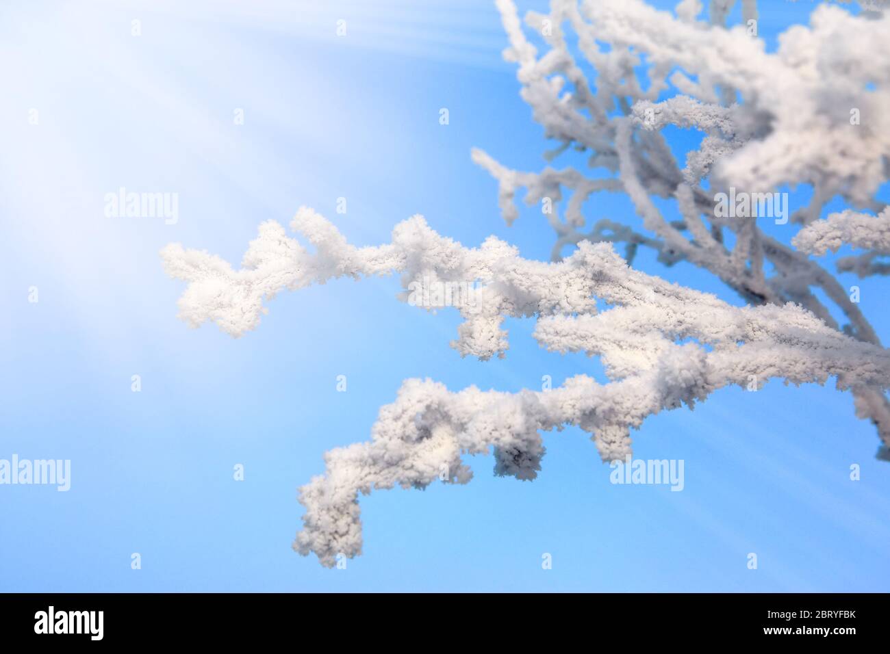 The branches of the trees are covered with snow against the blue sky with sunlight. Clear frosty ...