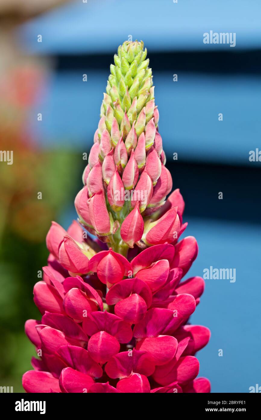 Lupinus 'Gallery Red' (Gallery Series) Lupin Stock Photo - Alamy