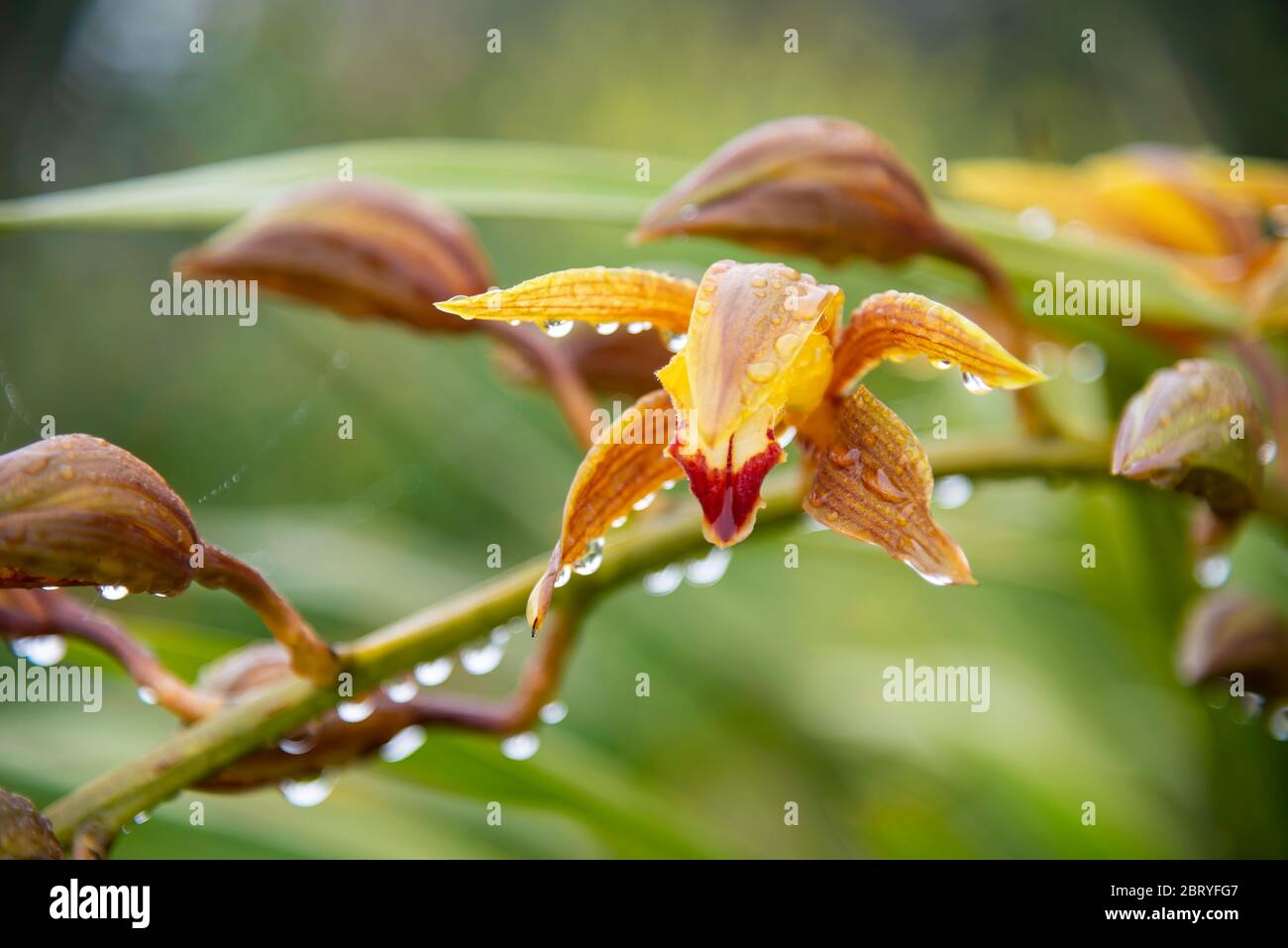 Cymbidium aloifolium orchid flower in the wild Stock Photo - Alamy