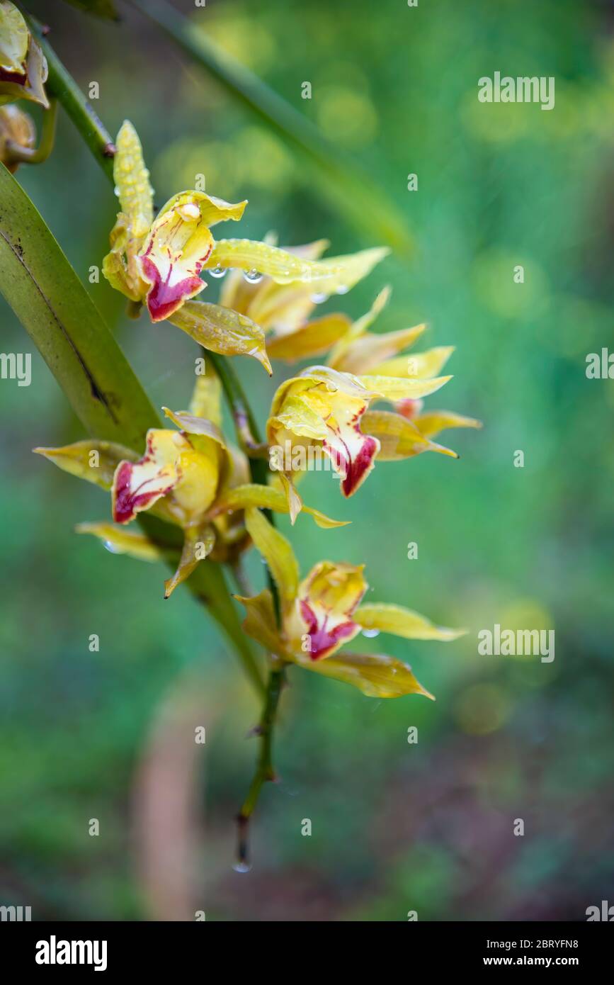Cymbidium aloifolium orchid flower in the wild Stock Photo - Alamy