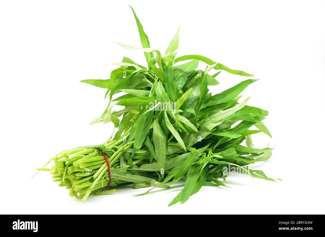 Kangkong Clipart People