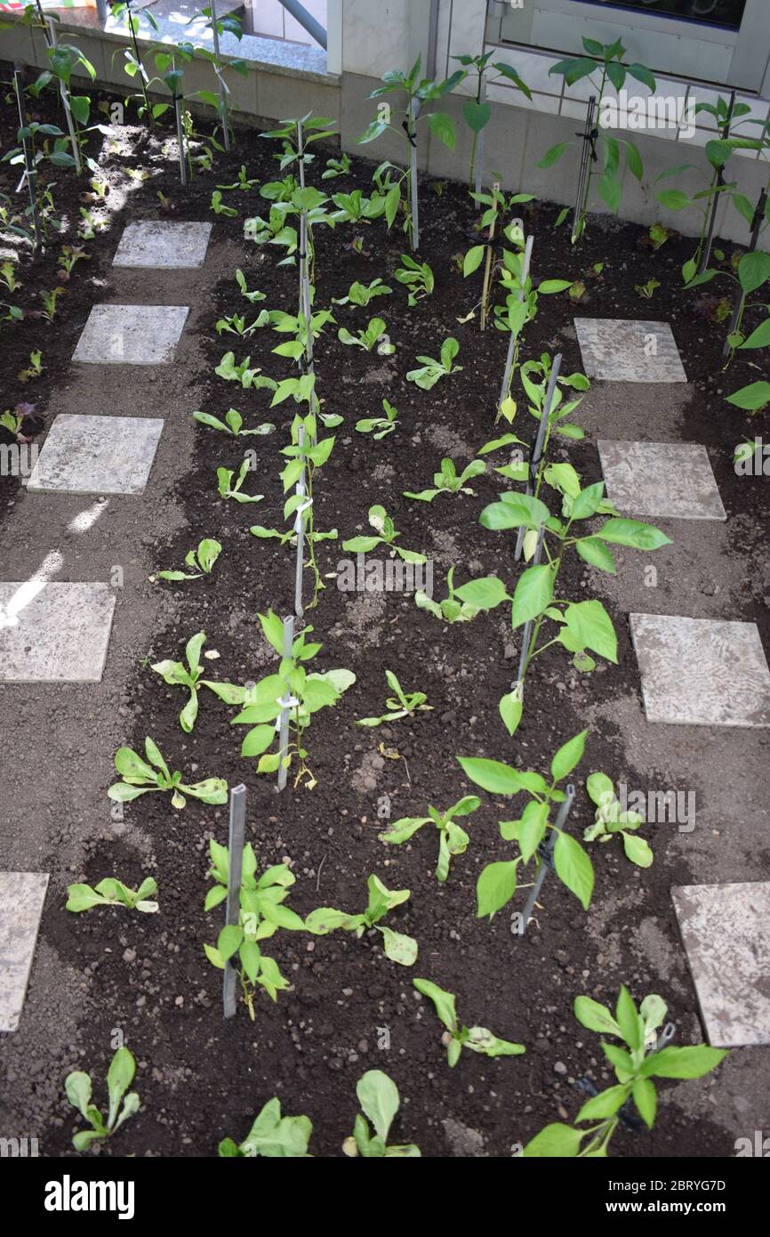 garden in spring during planting time Stock Photo - Alamy