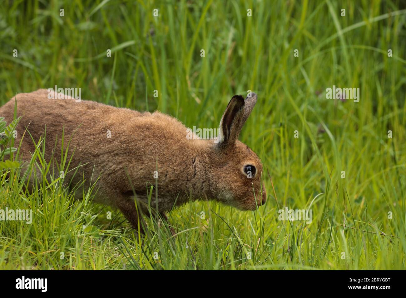 Hare photography hi-res stock photography and images - Alamy
