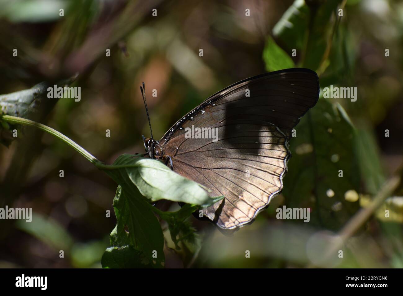 Beautiful head of insect hi-res stock photography and images - Alamy