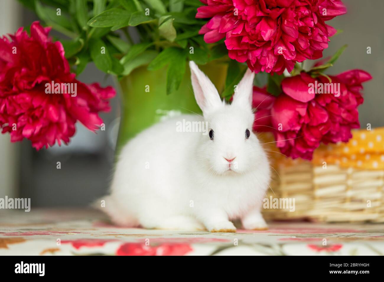 Little cute white rabbit in basket with spring flowers Stock Photo - Alamy