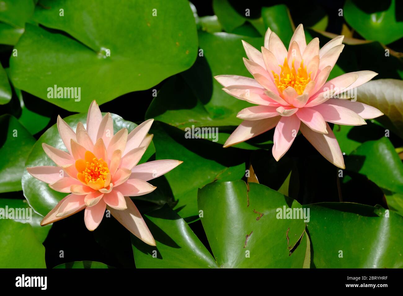 Kathmandu Nepal - Garden of Dreams Lotus Flower Nelumbo nucifera Stock ...