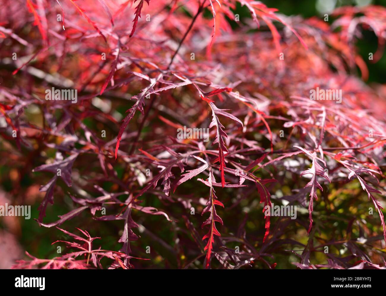 Small japanese maple hi-res stock photography and images - Alamy