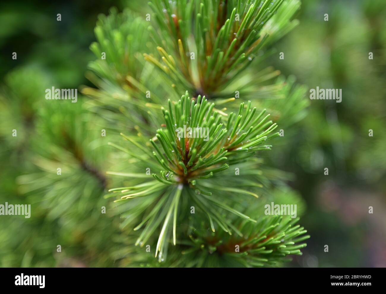 Mountain pine needles hi-res stock photography and images - Alamy