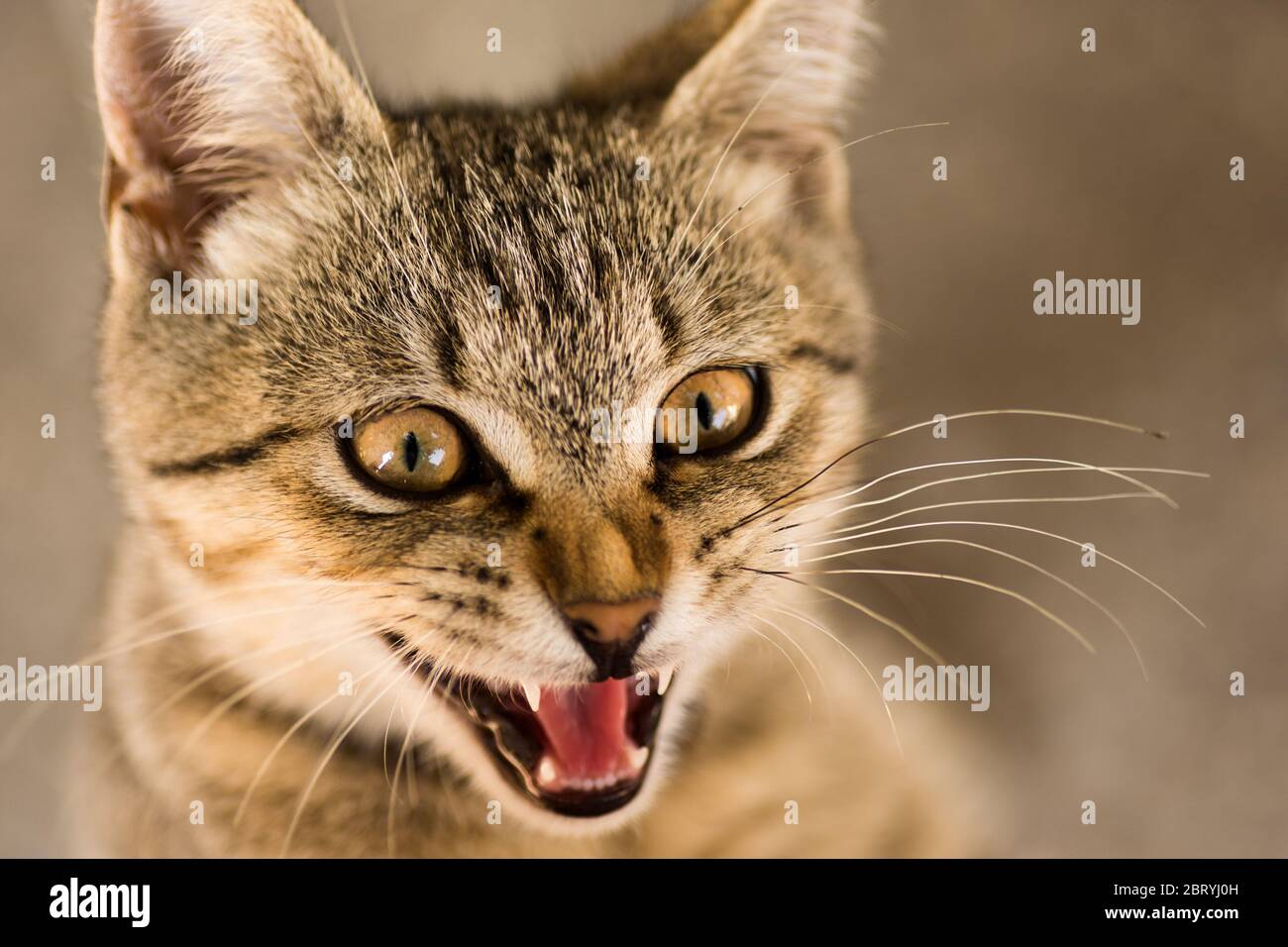 Cat with opened mouth hi-res stock photography and images - Alamy
