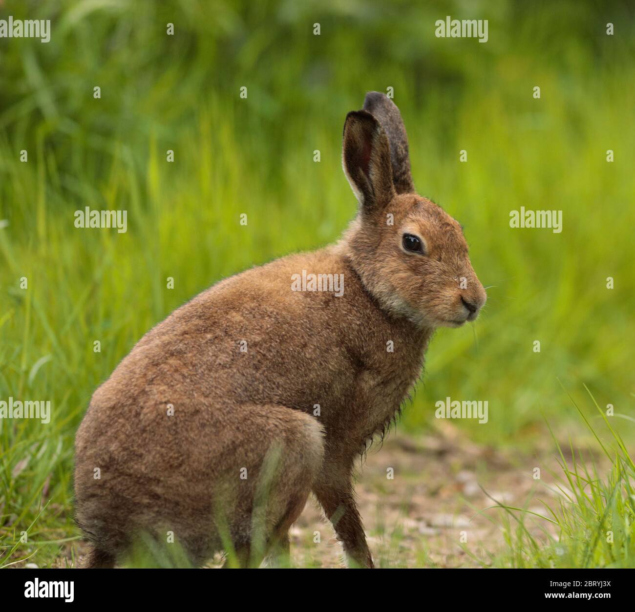 Hare photography hi-res stock photography and images - Alamy