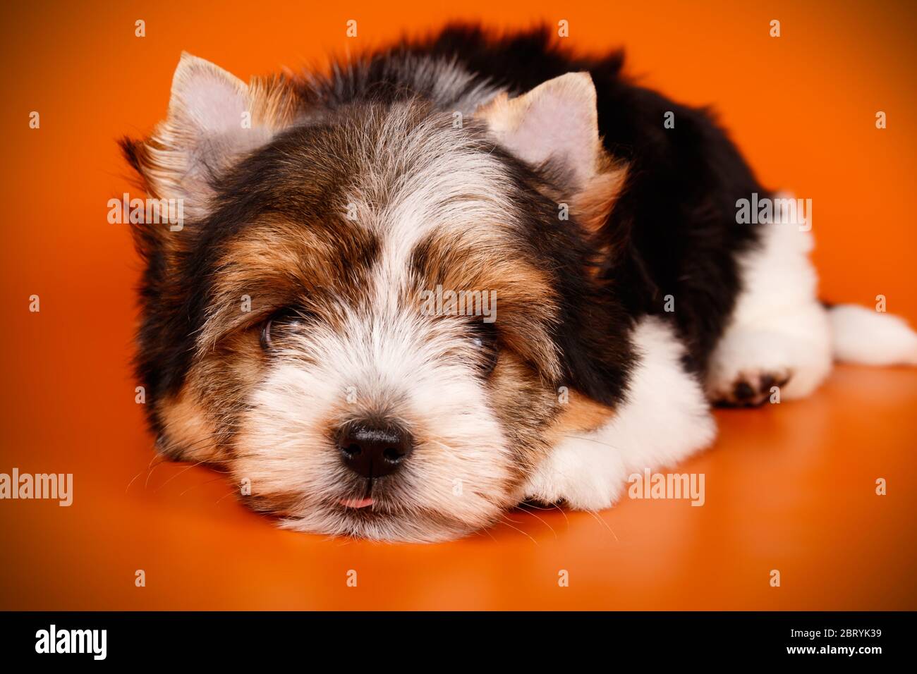 Studio photography of a Biewer Yorkshire Terrier on colored backgrounds ...