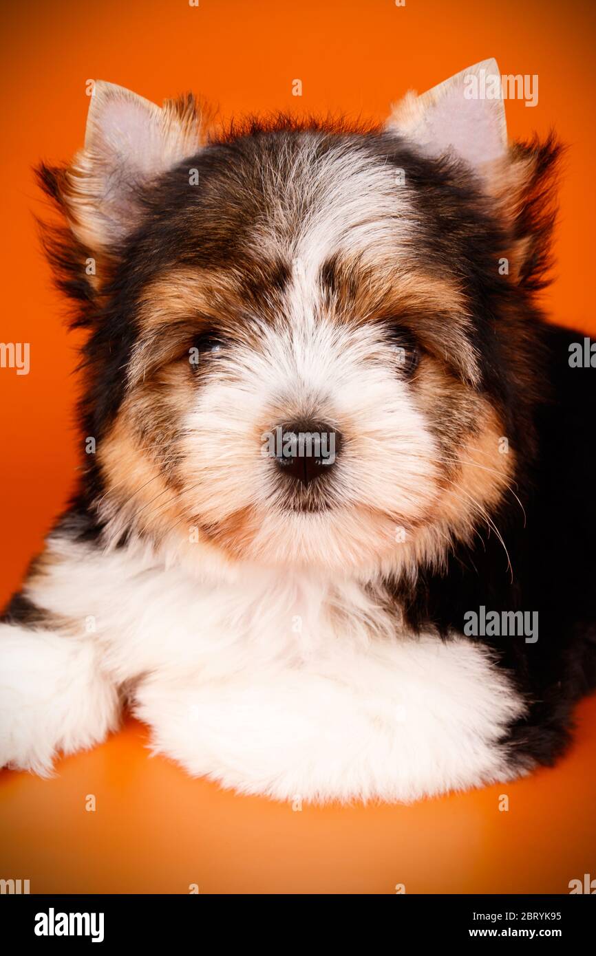 Studio photography of a Biewer Yorkshire Terrier on colored backgrounds ...