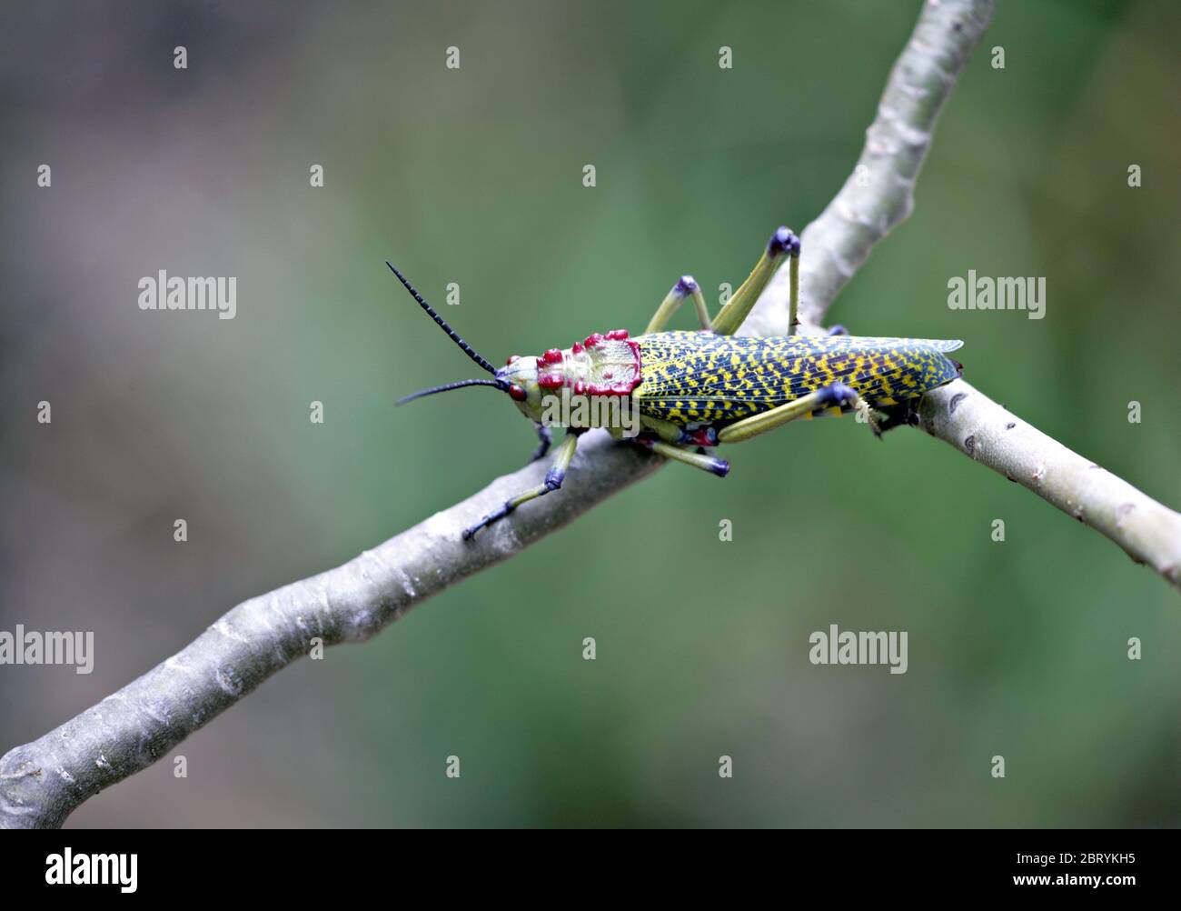 Grasshopper. Colourful close up of an African grasshopper. Finch ...