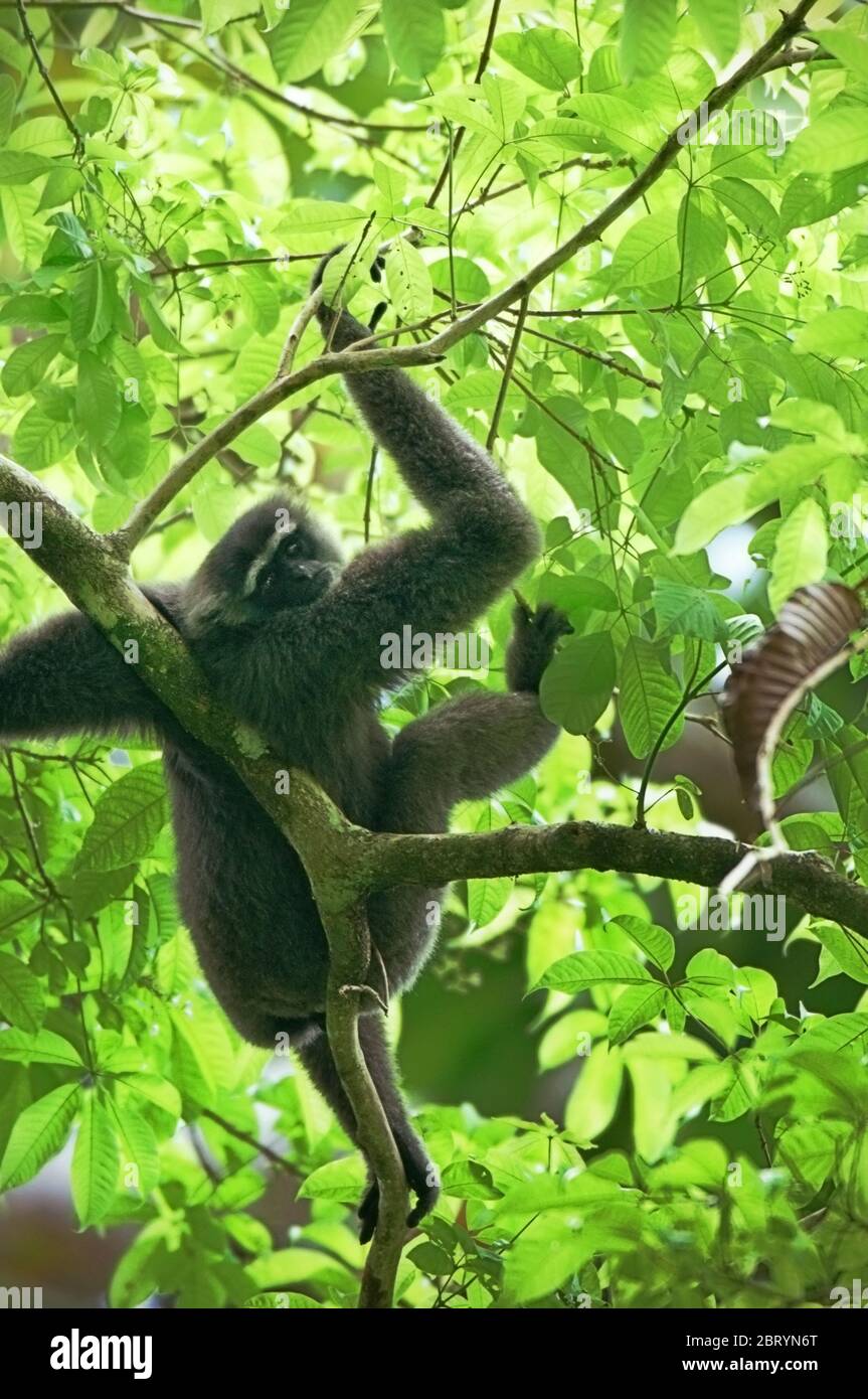 Portrait of a wild western Javan gibbon ((Hylobates moloch moloch) in ...