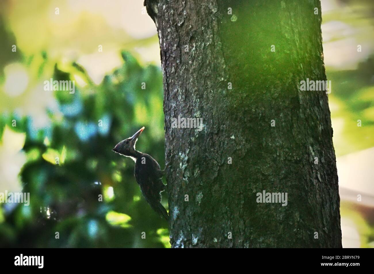 Woodpecker, unidentified species, on a tree bark in lowland rainforest ...